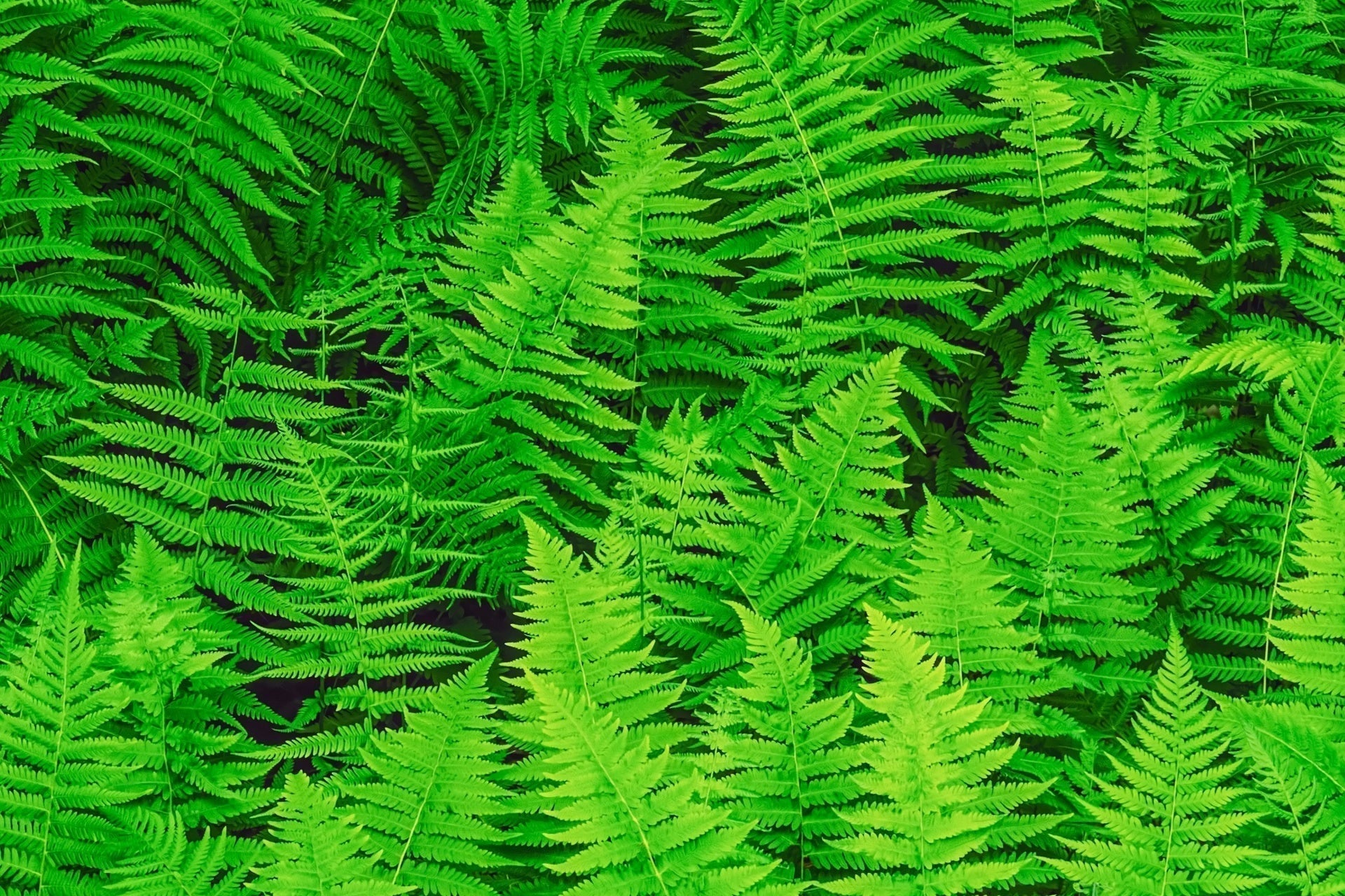 Explore the New York Fern: Growth, Care, and Benefits – TN Nursery
